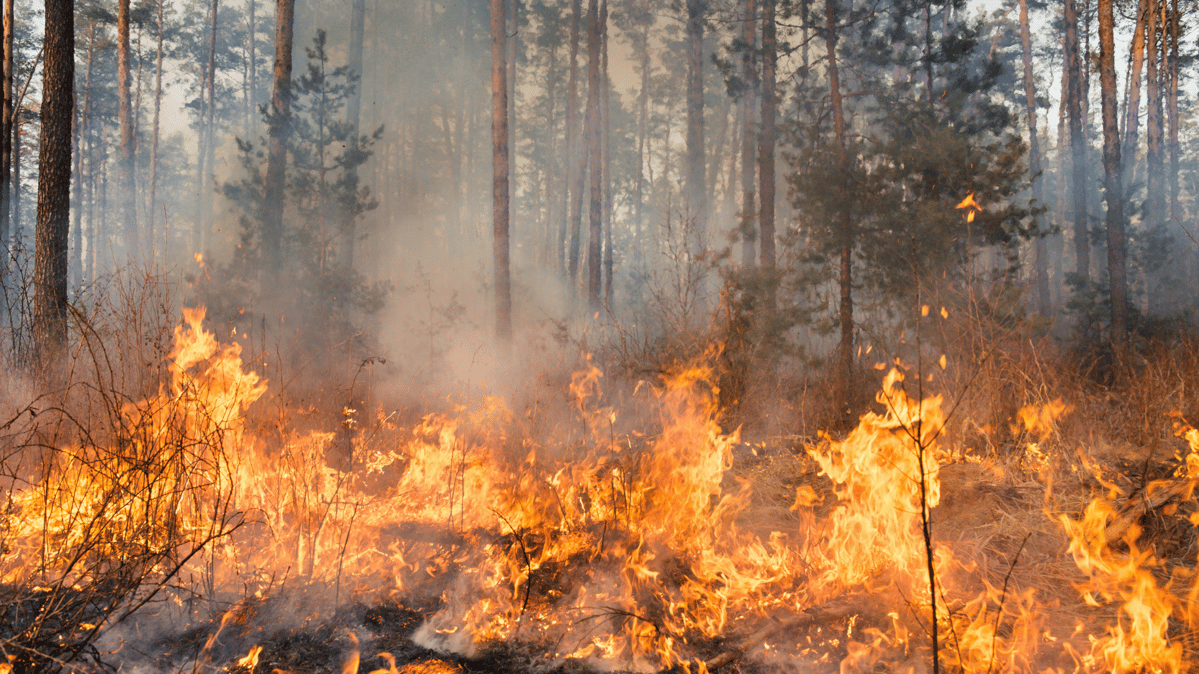 How to Prepare for a Wildfire: Risk Mitigation & Safety Guide